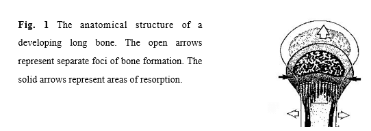Chapter VI. Macroscopic and microscopic structure of the bone tissue - Radiological Services
