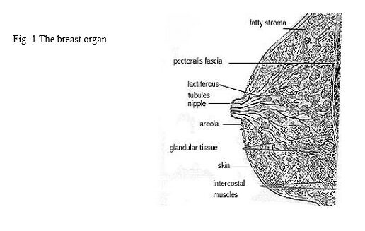 Chapter IV. Breast Tissue: anatomy, physiology and radiographic ...